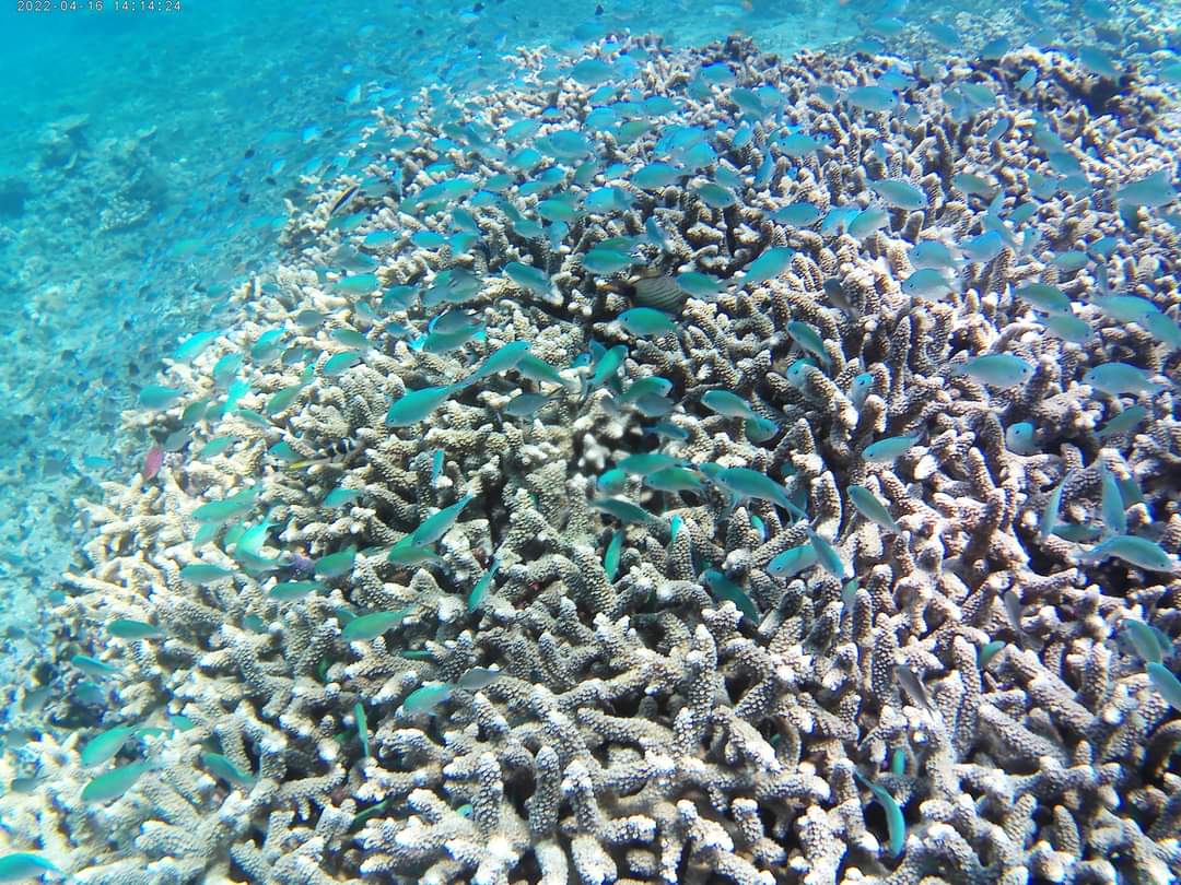 Amed Snorkeling Trip - 5 Best Snorkeling Spots - By Boat - Price